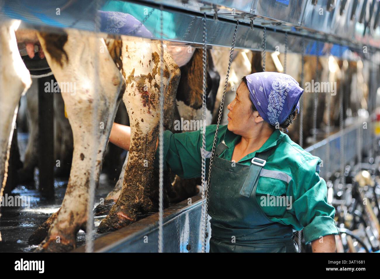 Dairy workers hi-res stock photography and images - Alamy