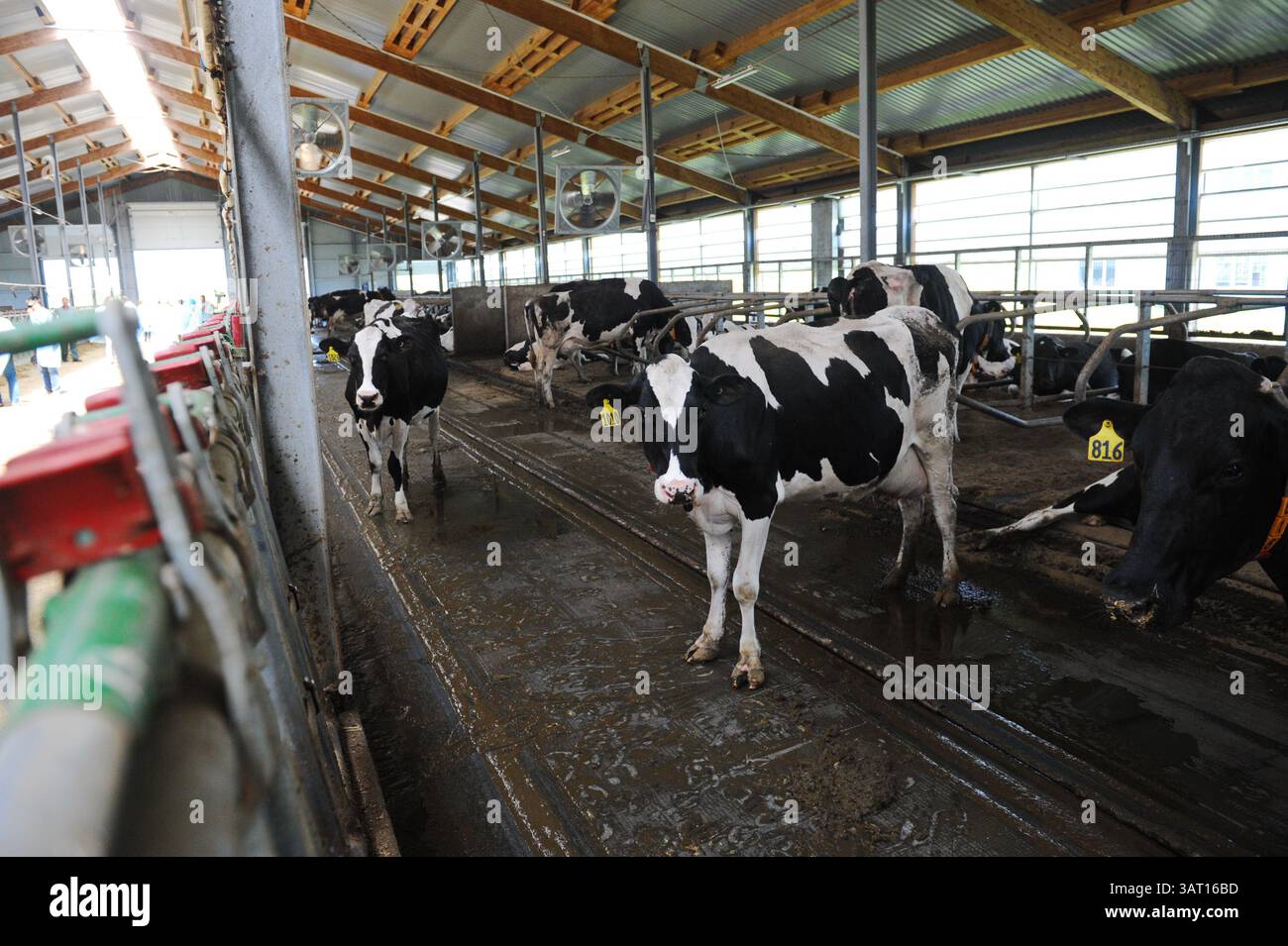 Cows in special stalls at the factory Stock Photo - Alamy