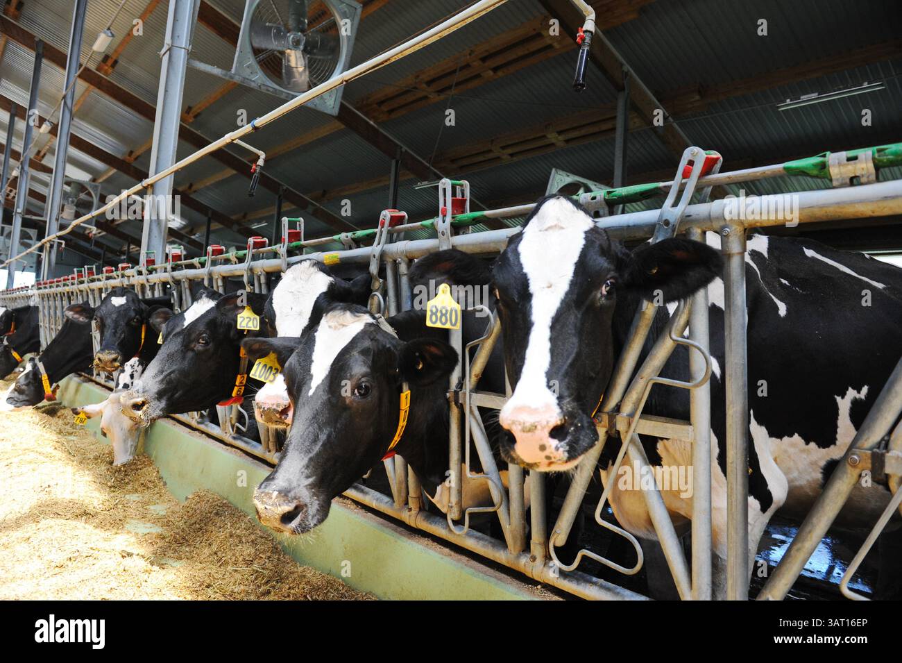 Cows in special stalls at the factory Stock Photo - Alamy