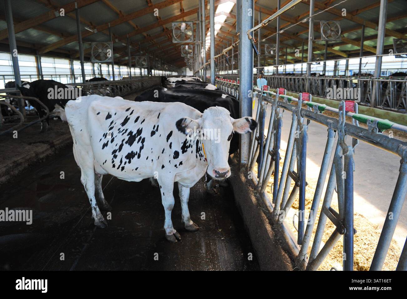 Cows in special stalls at the factory Stock Photo - Alamy