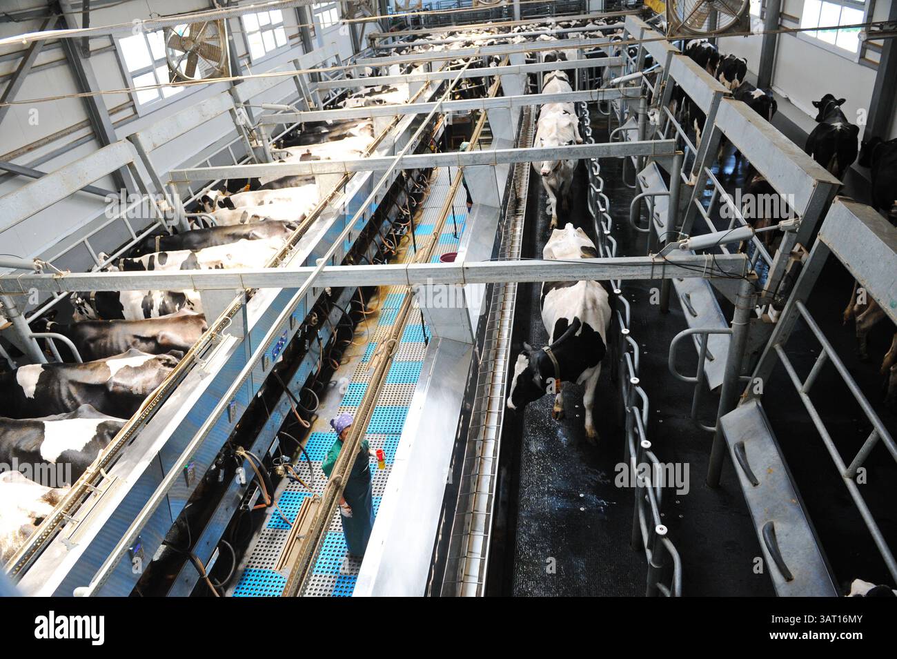 Cows in special stalls at the factory Stock Photo - Alamy