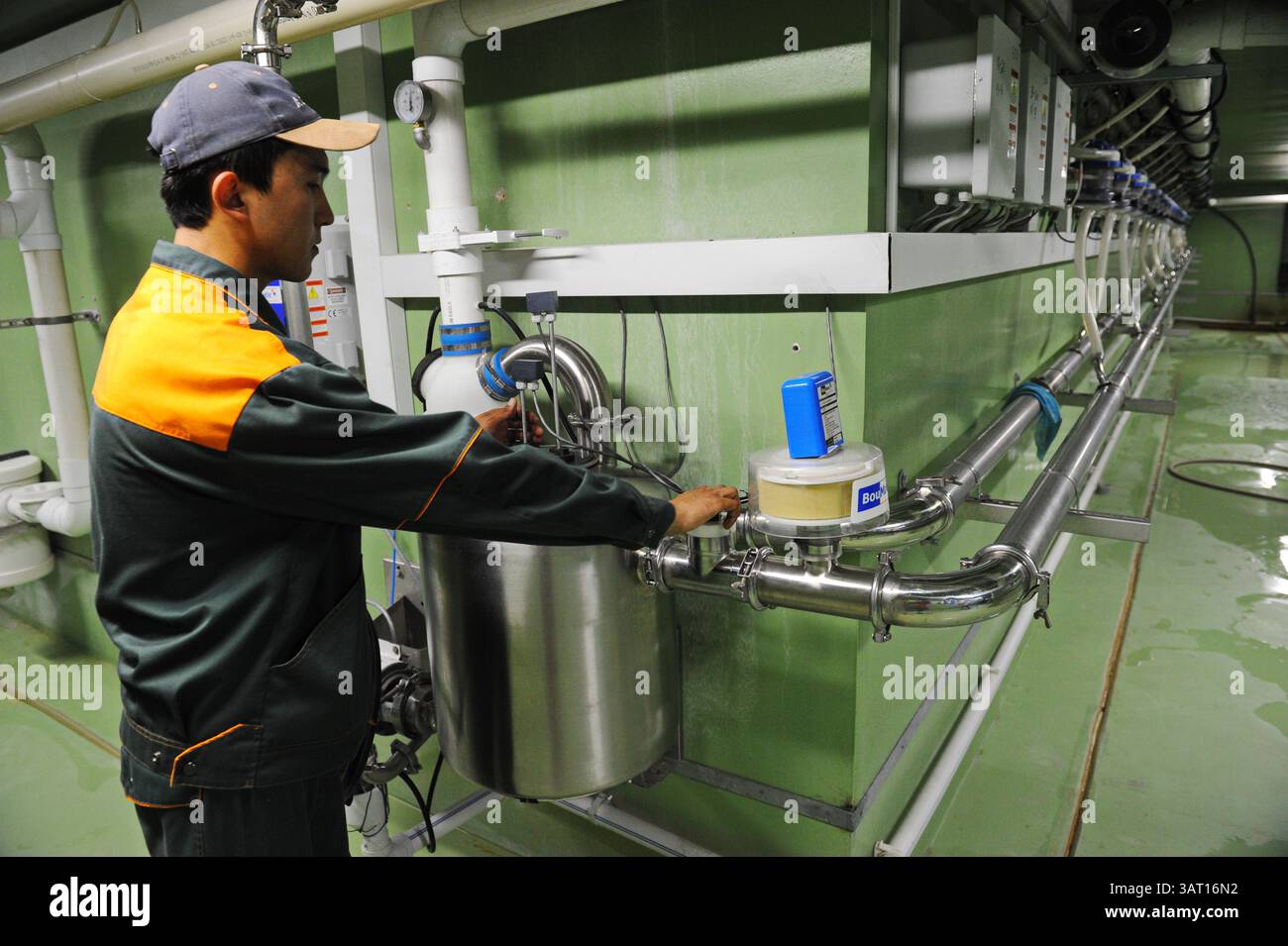Pipes for processing and pasteurization of milk at the factory Stock ...