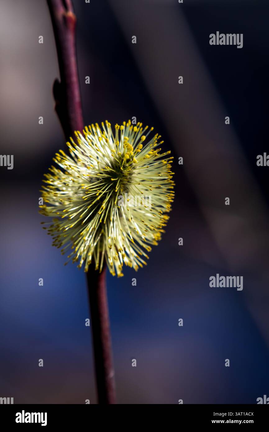 Close-up photos of various forest spring flowers in bloom, showcasing delicate petals, natural ...