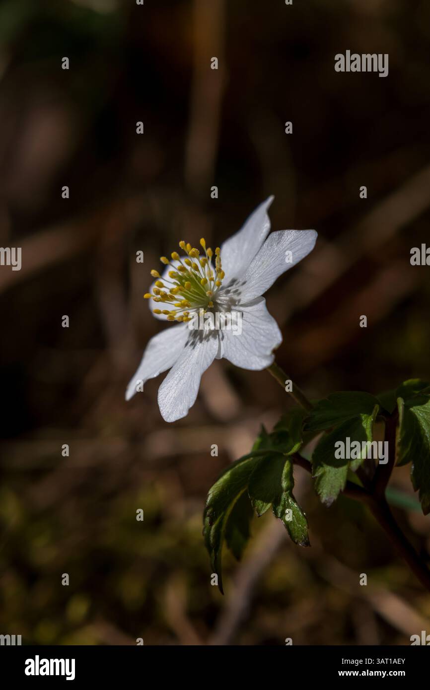 Native flora details hi-res stock photography and images - Alamy
