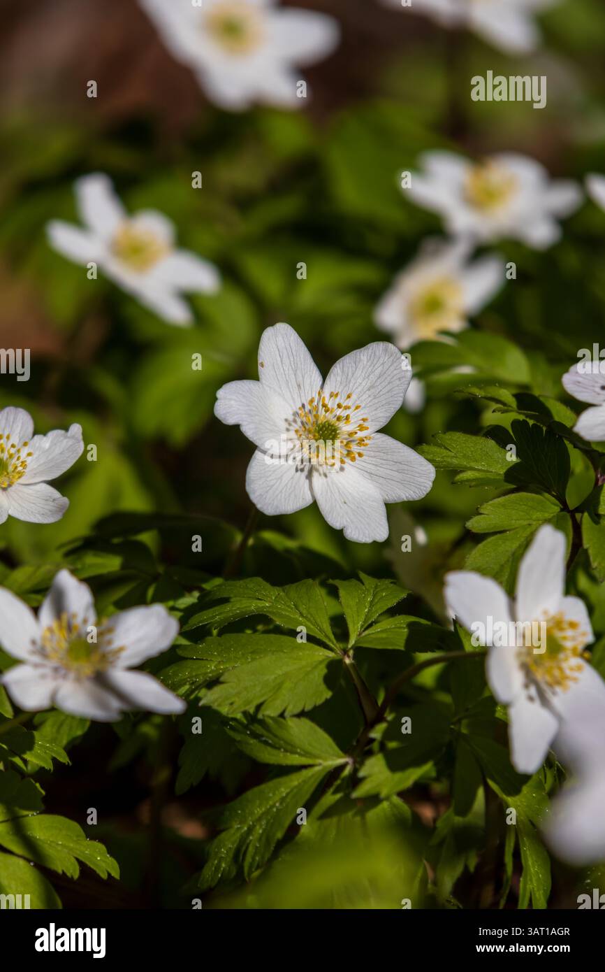 Close-up photos of various forest spring flowers in bloom, showcasing ...