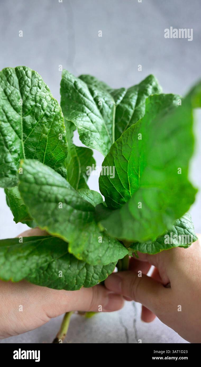 Stem sum hi-res stock photography and images - Alamy