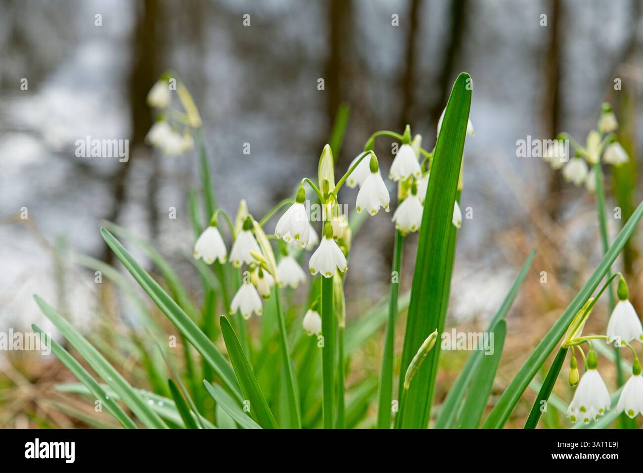 Galanthus or Snowdrop are perennial petaloid herbaceous bulbous ...