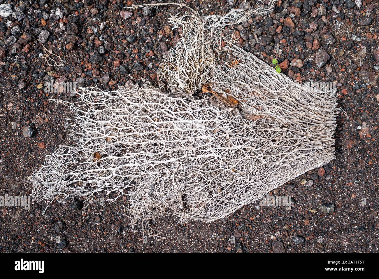 A detailed close-up of dried lichen roots on Isabela Island, Galapagos ...