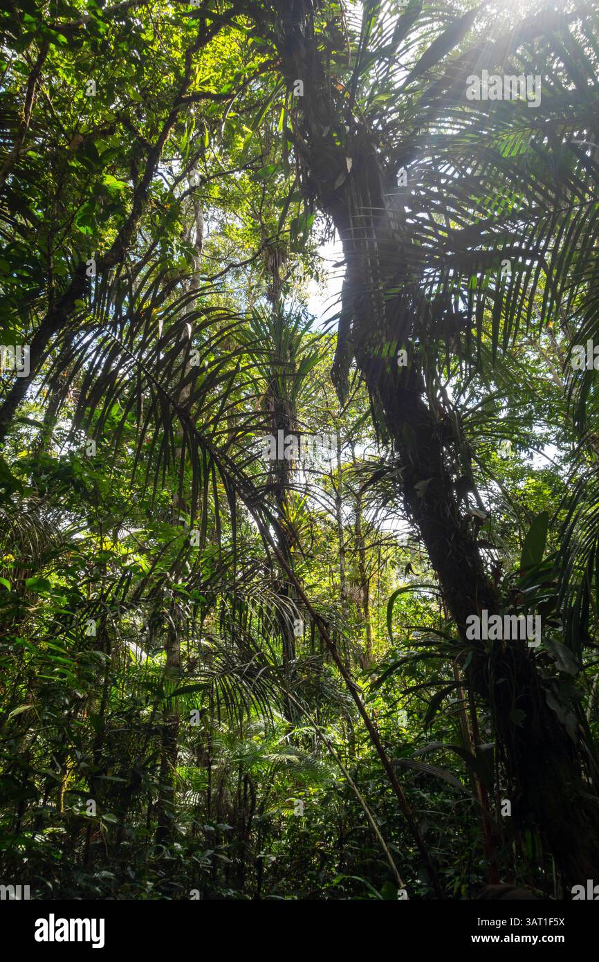 A dense canopy of palm trees and rich foliage in the Cuyabeno Reserve ...