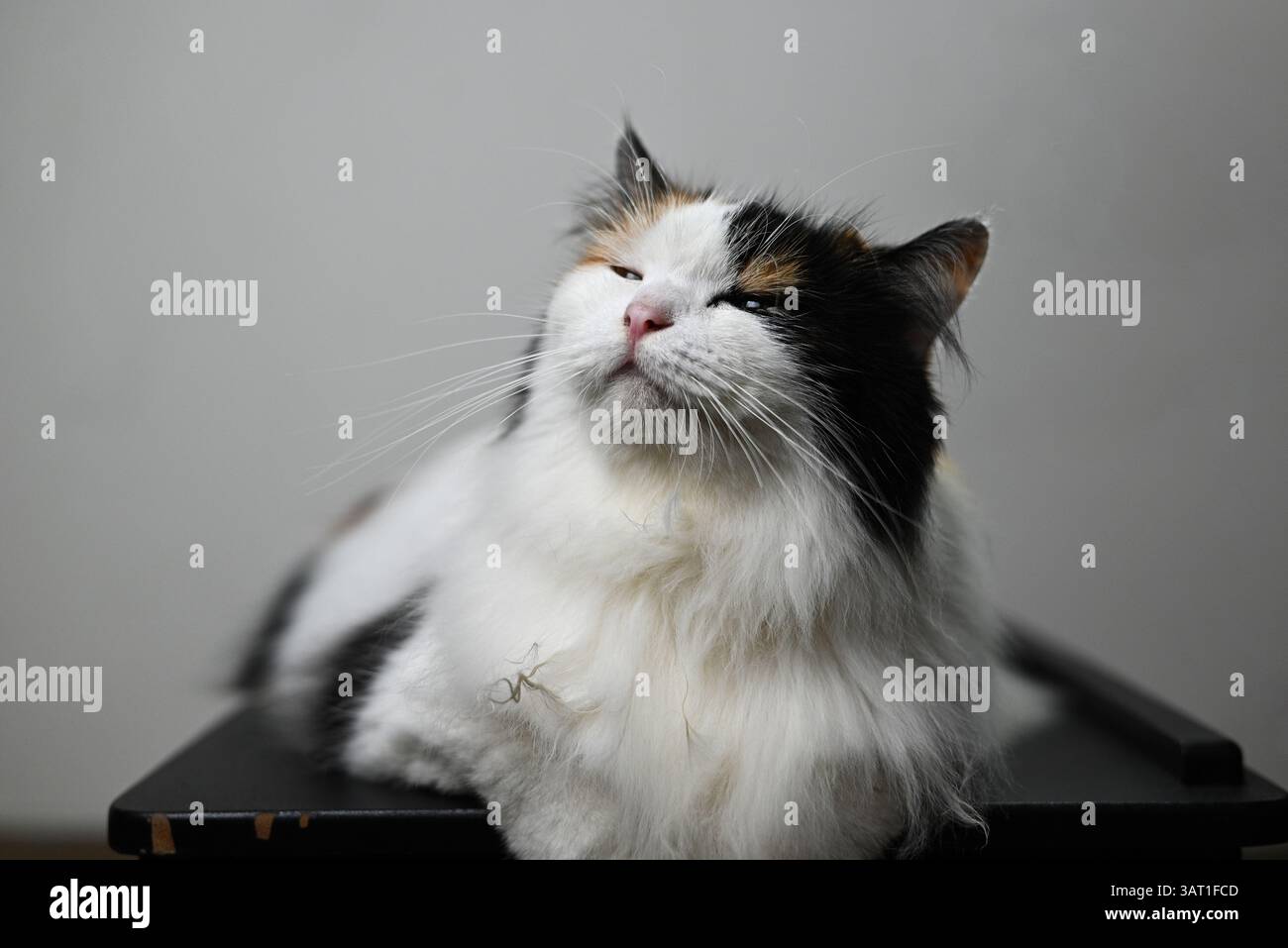 A calico long-haired cat laying down eyes squinted Stock Photo - Alamy