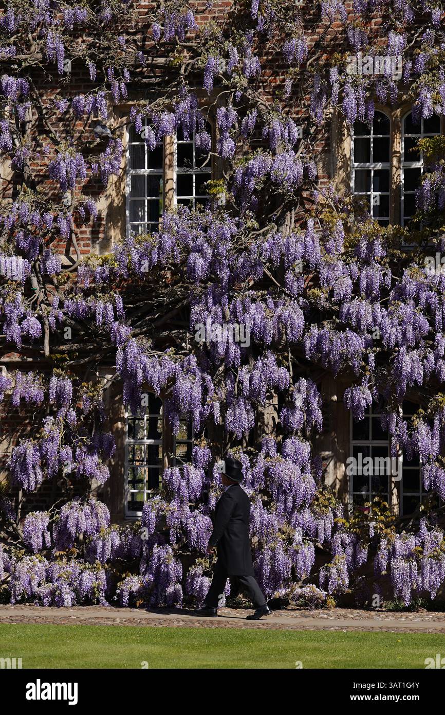 Head porter Simon Durrant admires the wisteria sinensis in bloom on the ...