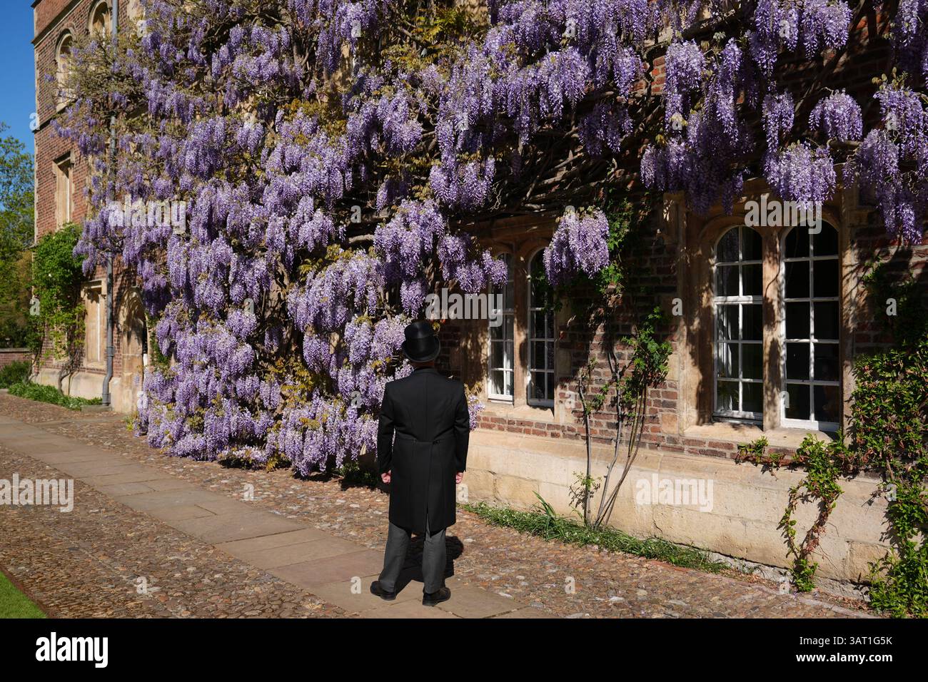 Head porter Simon Durrant admires the wisteria sinensis in bloom on the ...