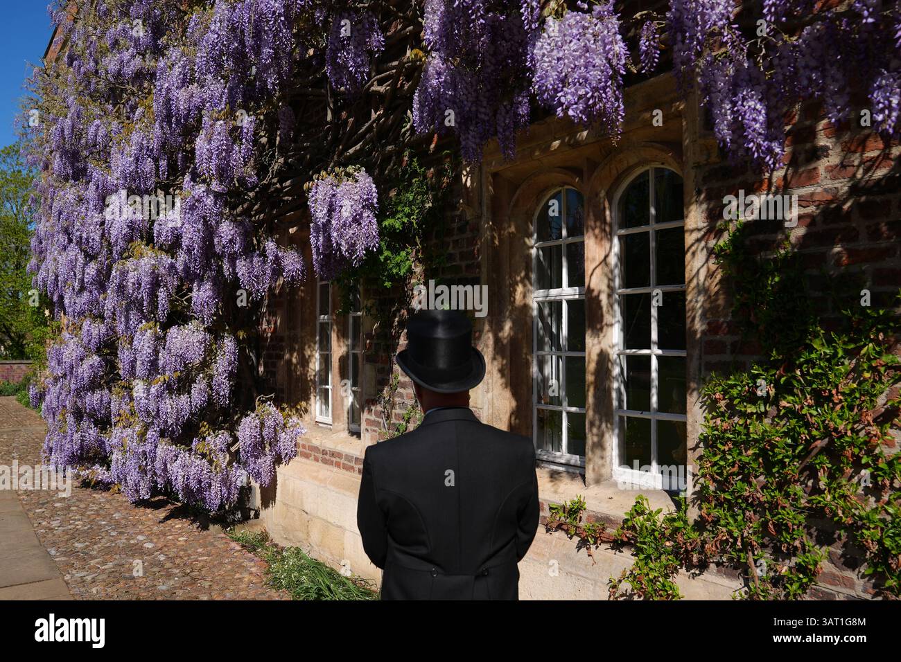 Head porter Simon Durrant admires the wisteria sinensis in bloom on the ...