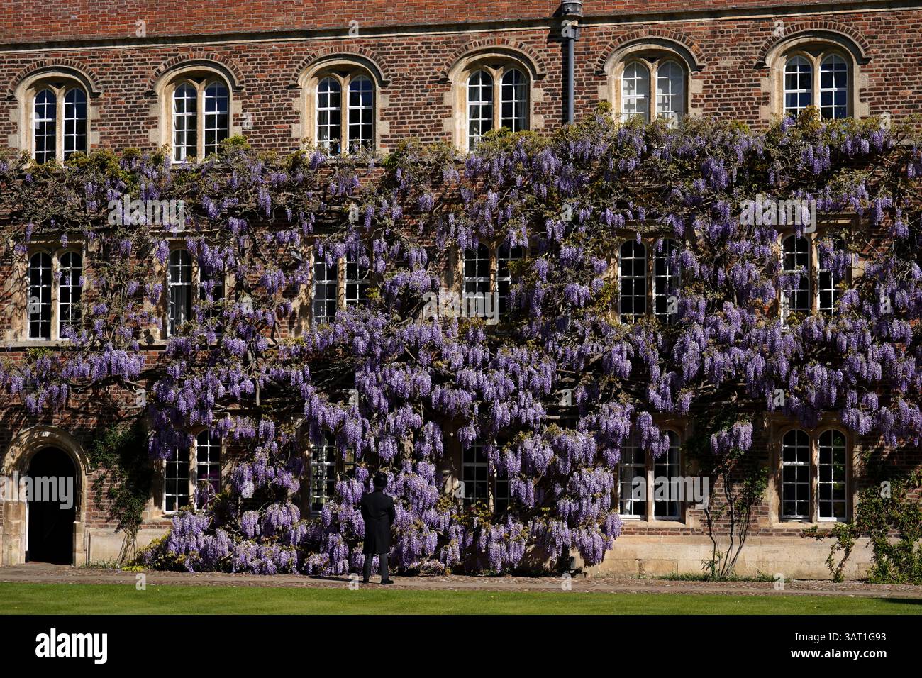 Head porter Simon Durrant admires the wisteria sinensis in bloom on the ...