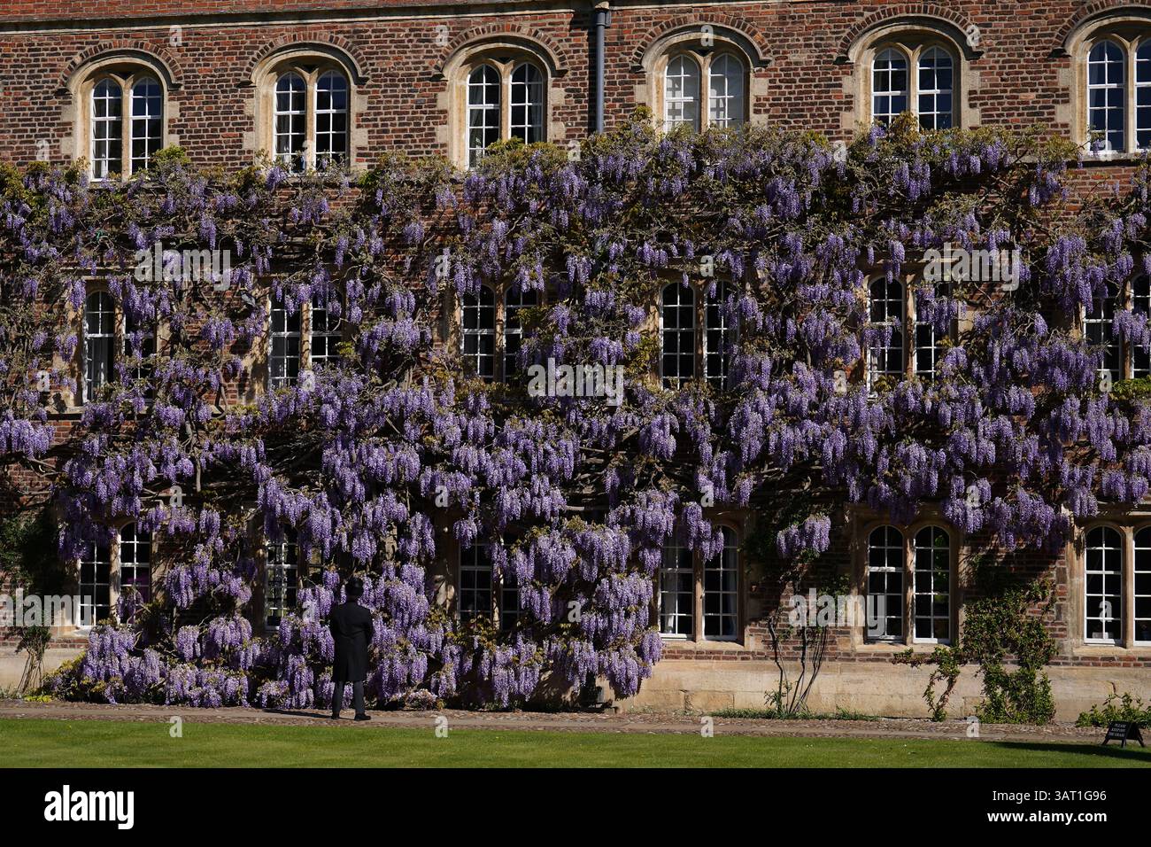 Head porter Simon Durrant admires the wisteria sinensis in bloom on the ...