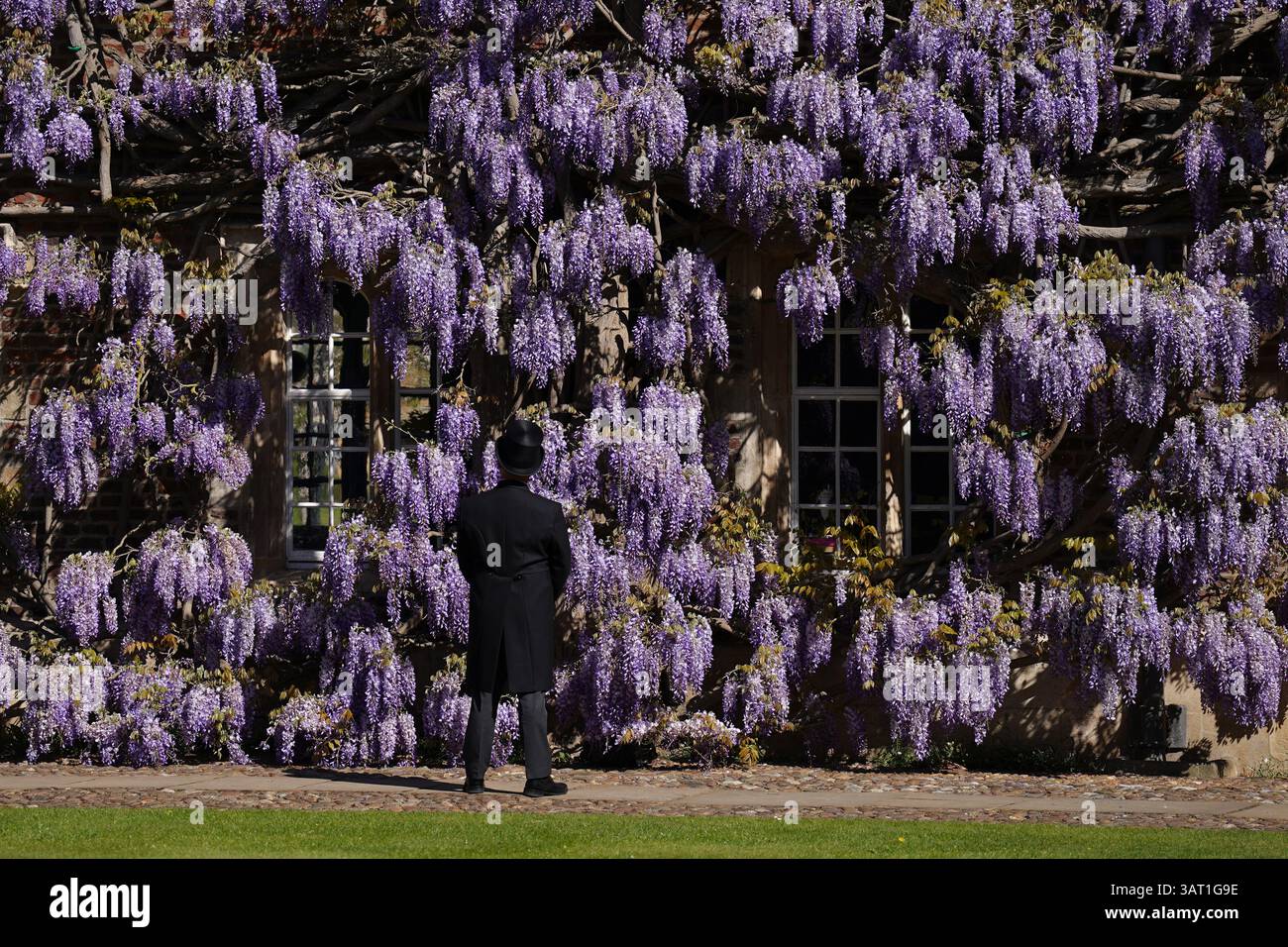 Head porter Simon Durrant admires the wisteria sinensis in bloom on the ...