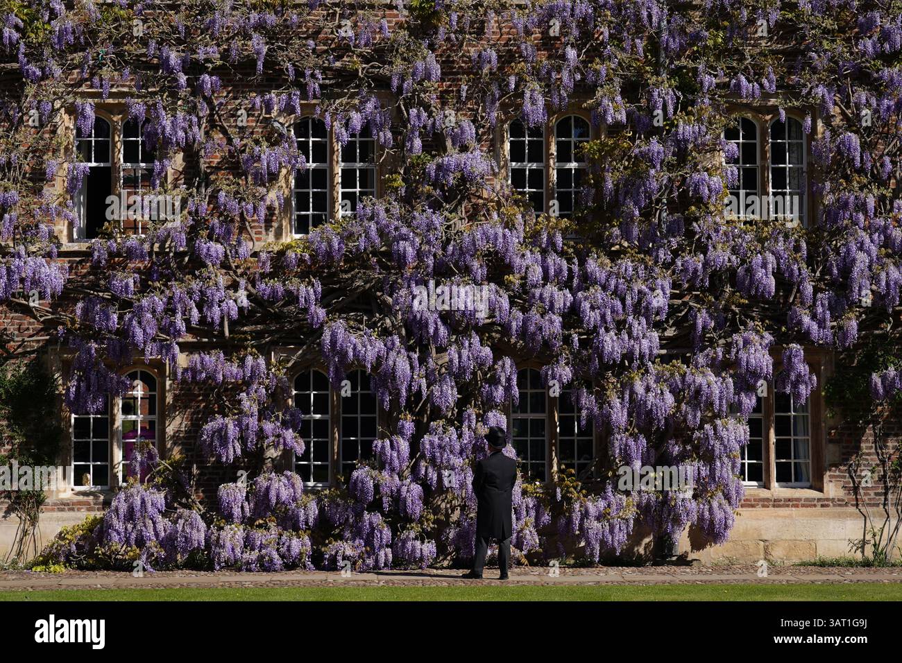 Head porter Simon Durrant admires the wisteria sinensis in bloom on the ...