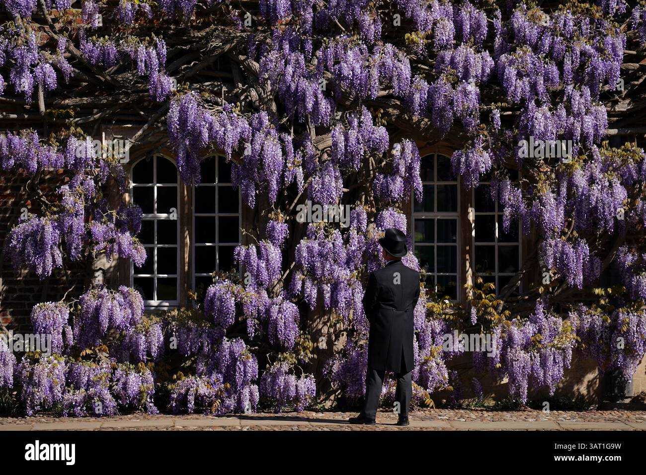 Head porter Simon Durrant admires the wisteria sinensis in bloom on the ...