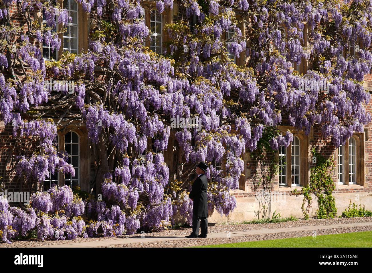Head porter Simon Durrant admires the wisteria sinensis in bloom on the ...