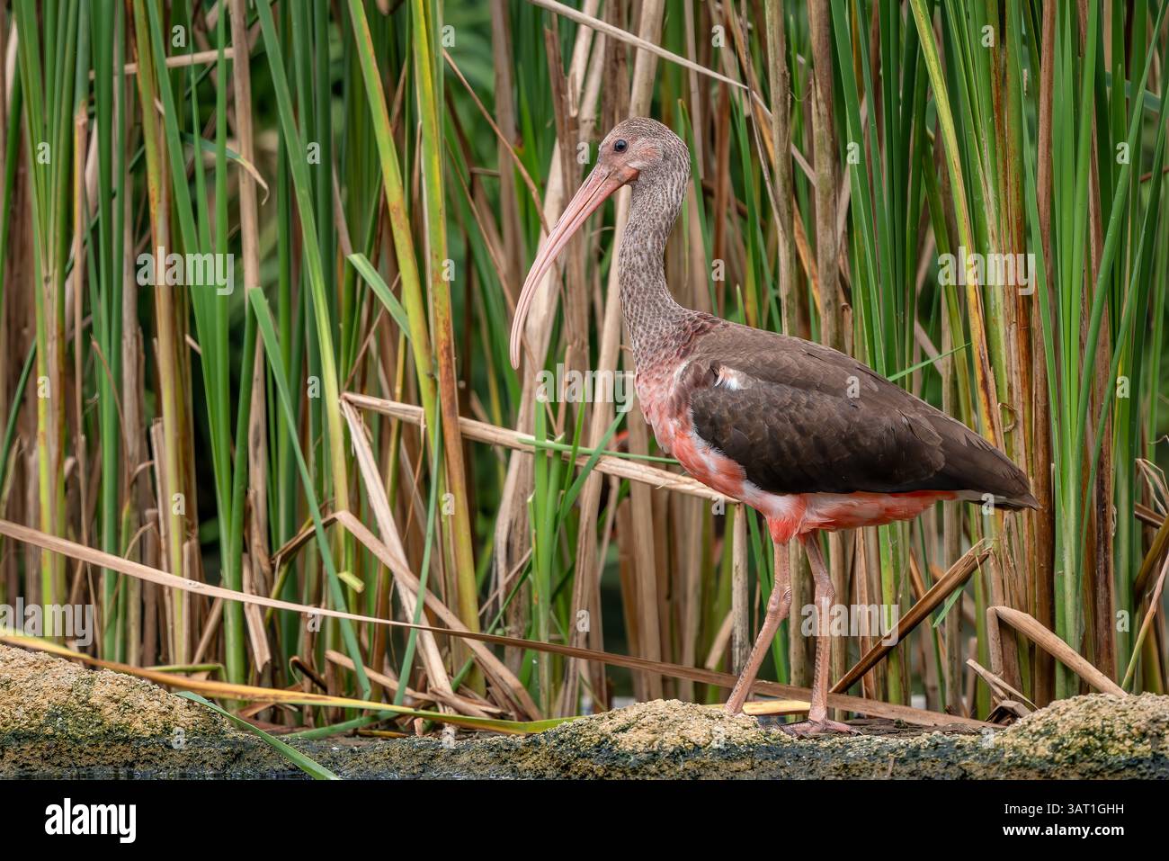 Scarlet Ibis - Eudocimus ruber, beautiful red and brown water bird from ...