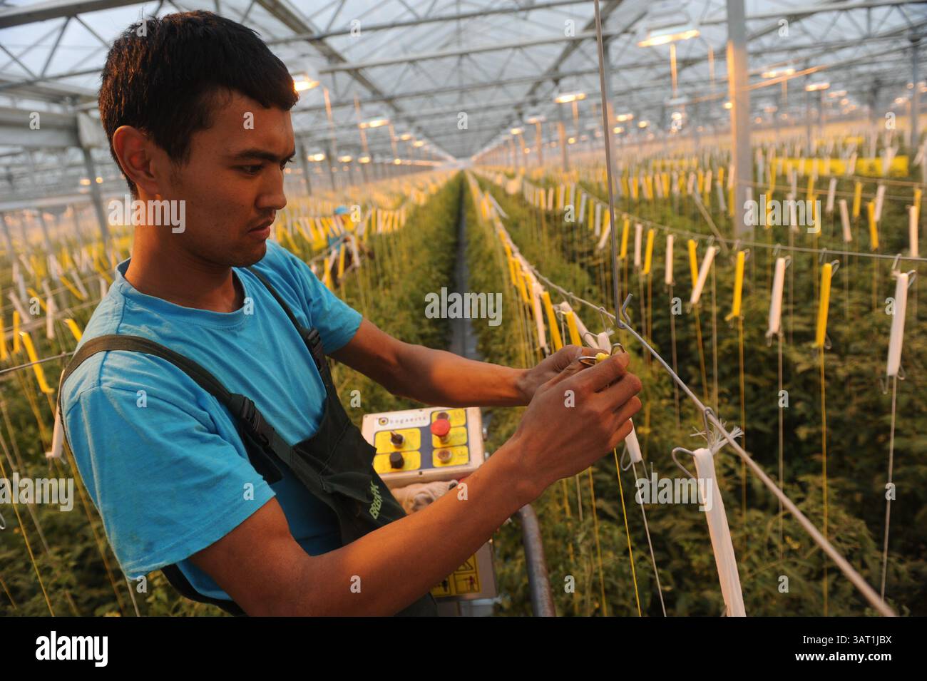 Picking and sorting vegetables in a large greenhouse Stock Photo - Alamy