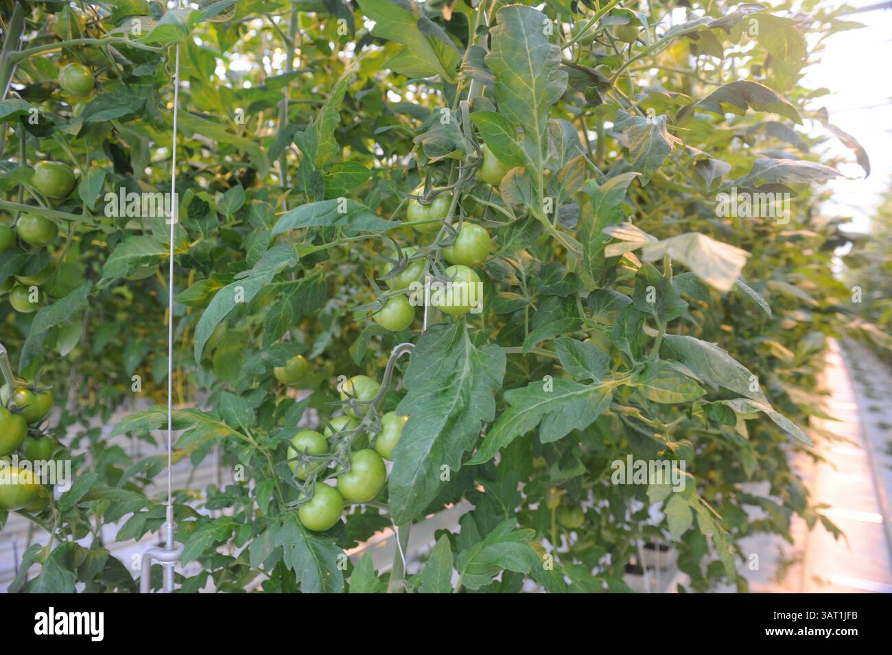 Picking and sorting vegetables in a large greenhouse Stock Photo - Alamy
