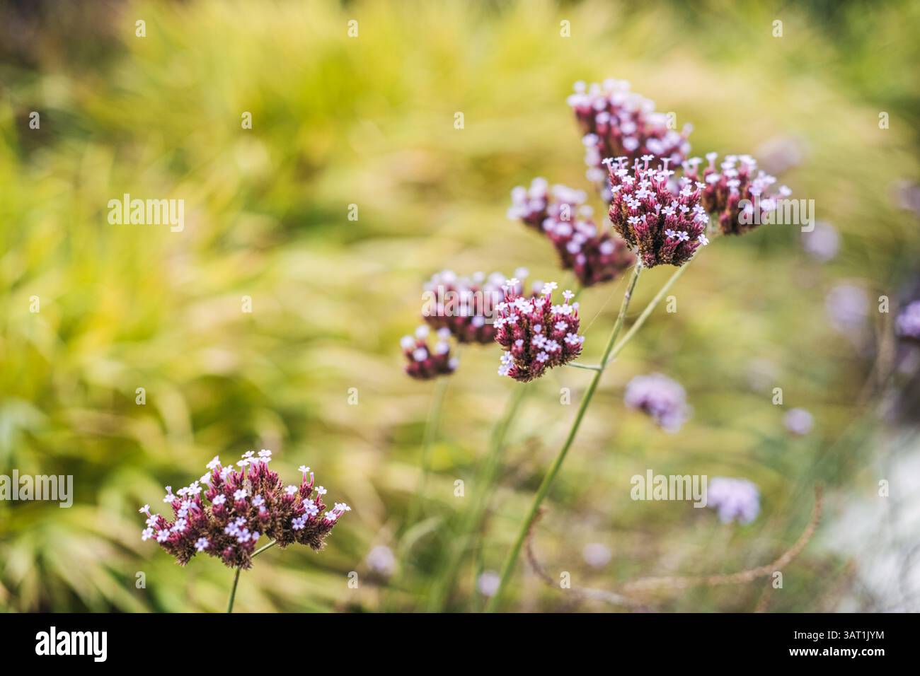 Verbena bonariensis also known as purpletop vervain tall verbena and ...