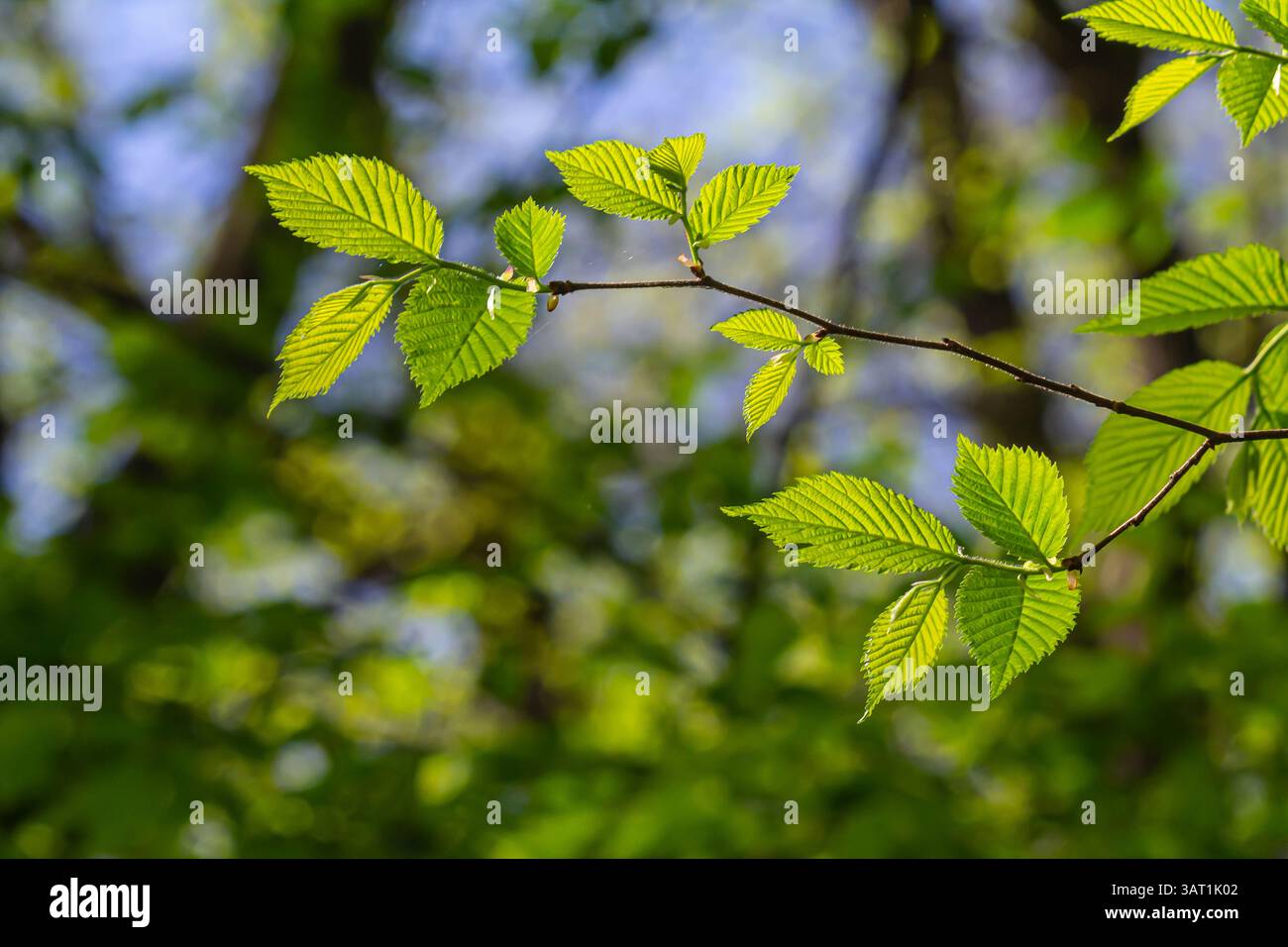 Fresh leaves of carpinus betulus in spring. Common hornbeam Stock Photo ...