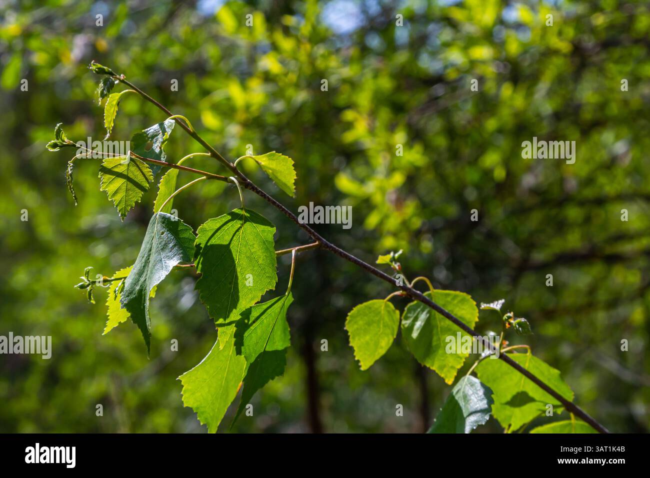 Close up view of flowering yellow catkins on a river birch tree betula ...