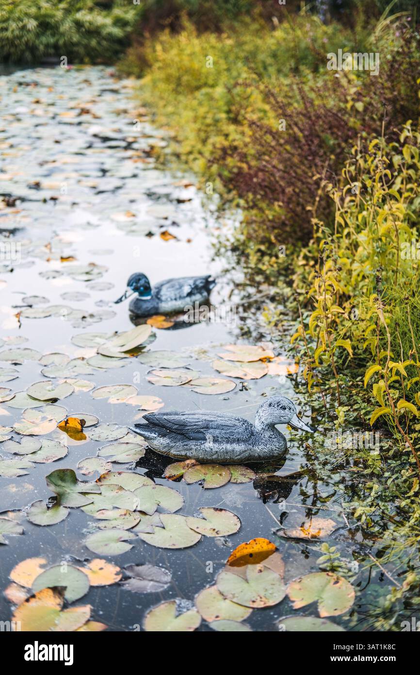 Two realistic duck decoys floating on a lily-covered pond near lush ...