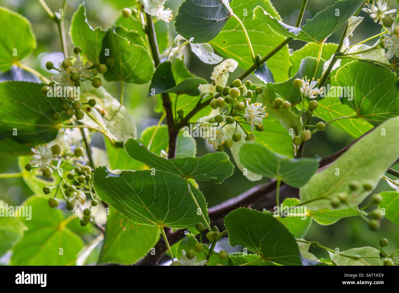 Linden, linden blossom with green leaves on a tree in summer Stock ...