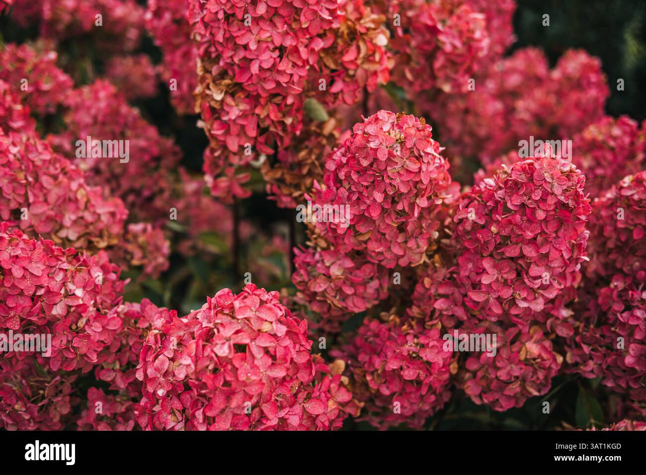 Hydrangea paniculata also known as panicled hydrangea peegee and ...