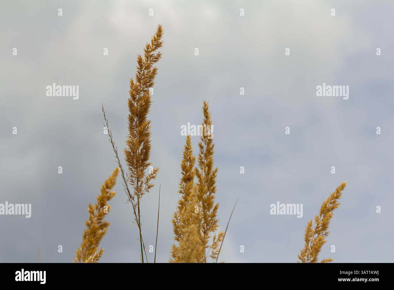 Inflorescence of wood small-reed Calamagrostis epigejos on a meadow ...