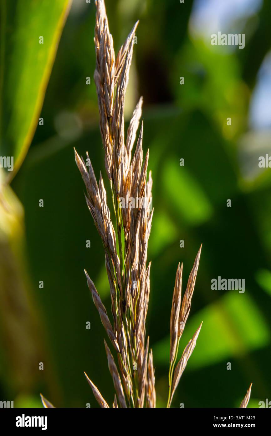 Bromegrass seed heads with blurry background. Bromus is a large genus ...