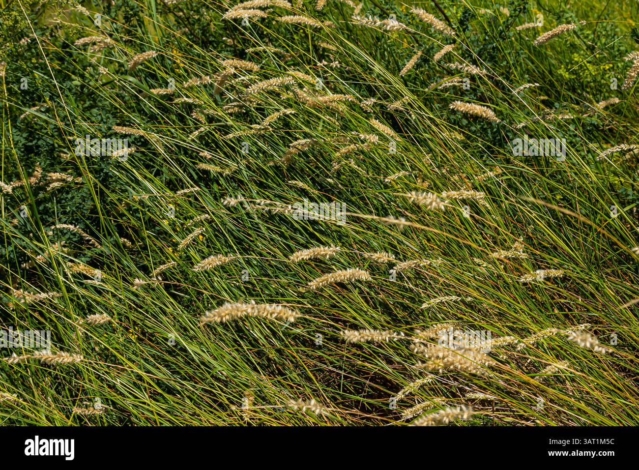 Hairy melic seeds - Latin name - Melica ciliata Stock Photo - Alamy