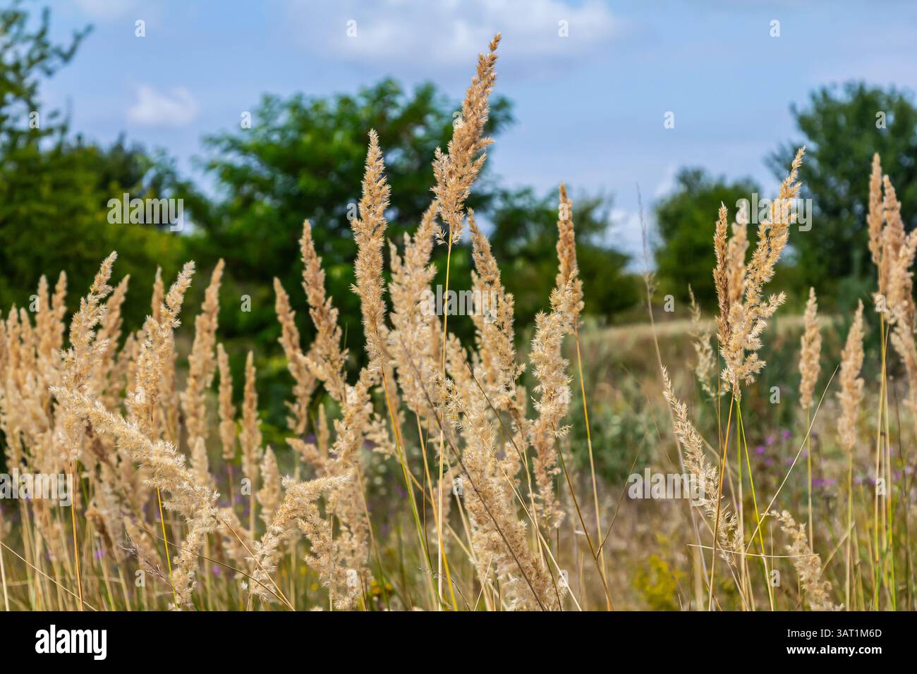 Inflorescence of wood small-reed Calamagrostis epigejos on a meadow ...