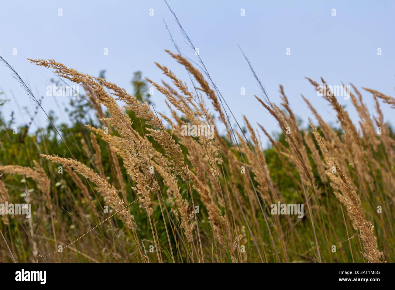 Inflorescence of wood small-reed Calamagrostis epigejos on a meadow ...