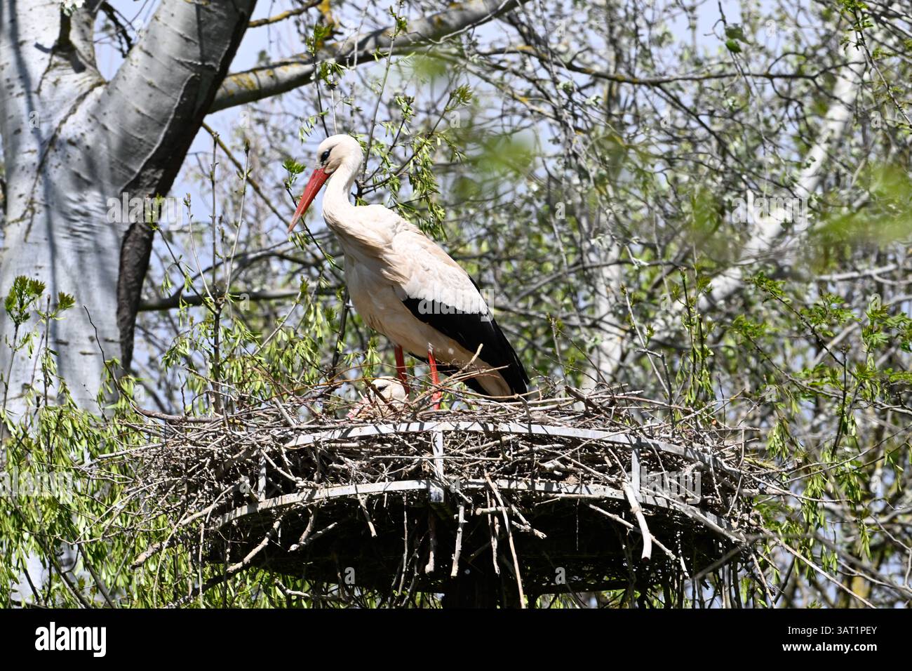 Mazeres, France. 17th Apr, 2025. The white stork (Ciconia ciconia) is ...