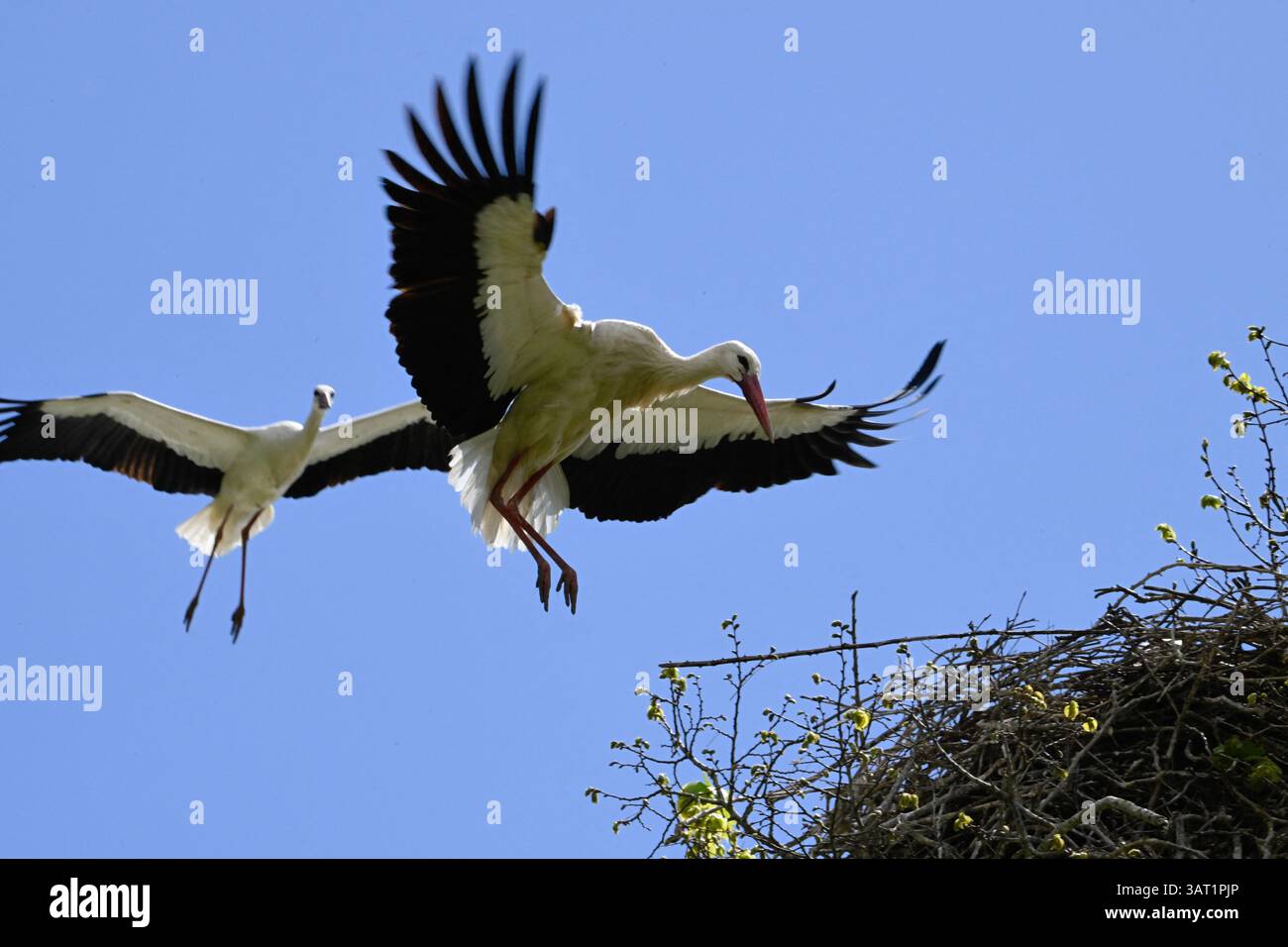 Mazeres, France. 17th Apr, 2025. The white stork (Ciconia ciconia) is ...