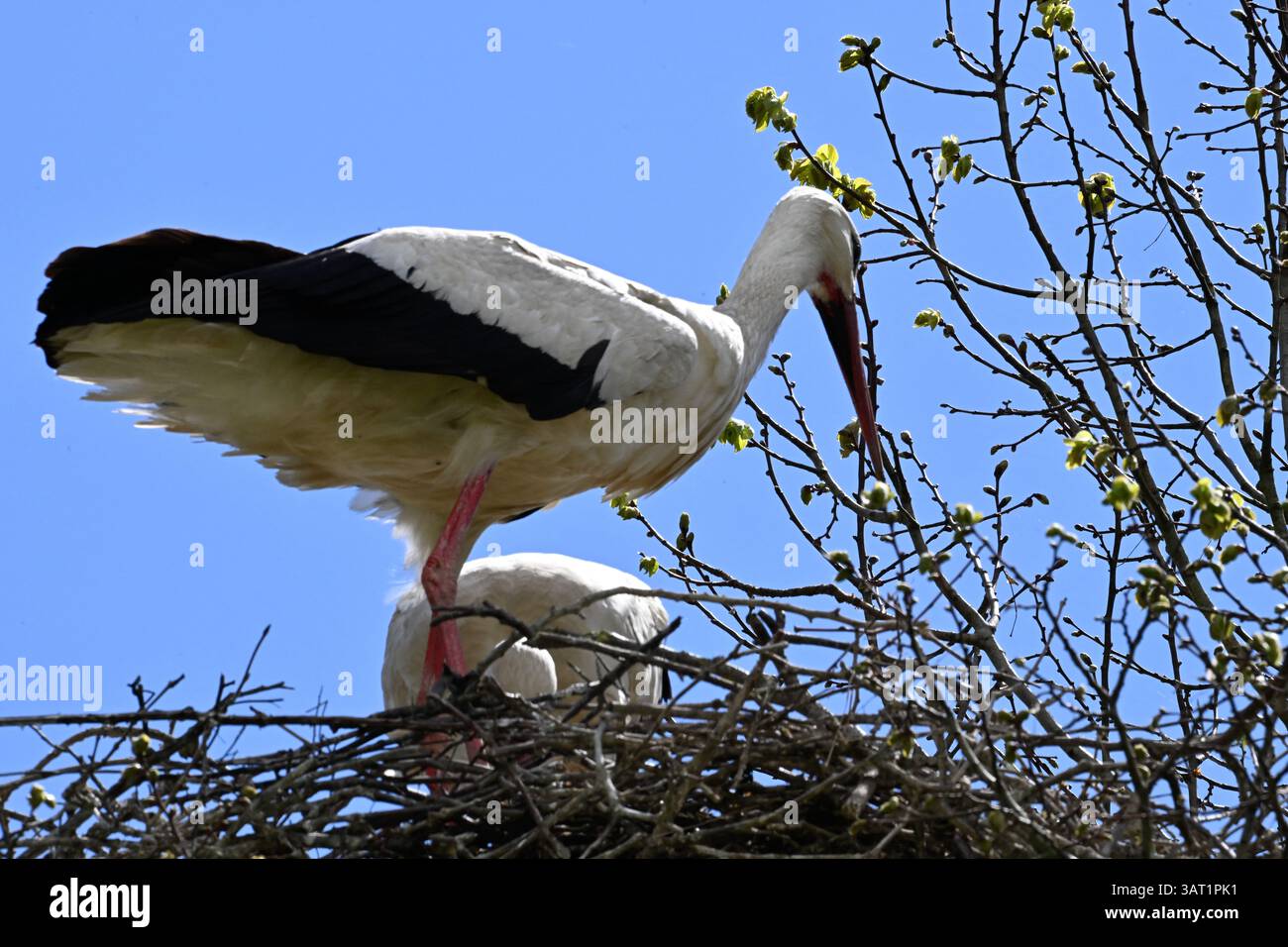 Mazeres, France. 17th Apr, 2025. The white stork (Ciconia ciconia) is ...