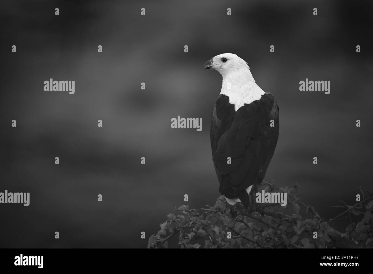 African fish eagle Black and White Stock Photos & Images - Alamy