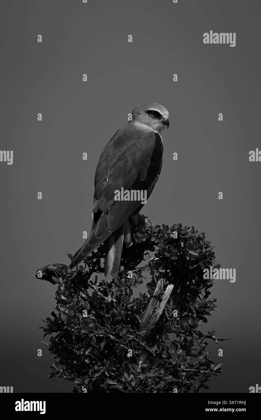 African kite Black and White Stock Photos & Images - Alamy