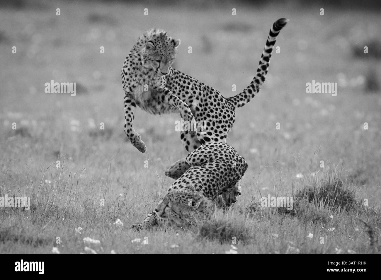 Mono cheetah cubs play fight in grass Stock Photo - Alamy