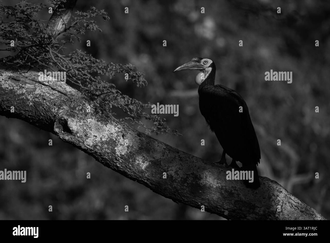 Mono ground hornbill on branch with catchlight Stock Photo - Alamy