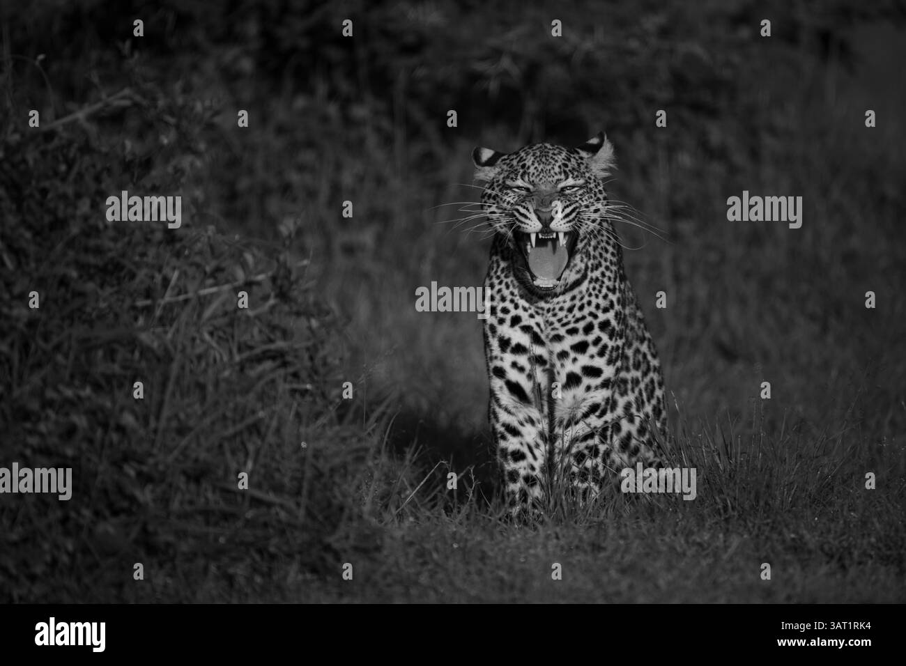 Mono leopard cub sits yawning by bush Stock Photo - Alamy