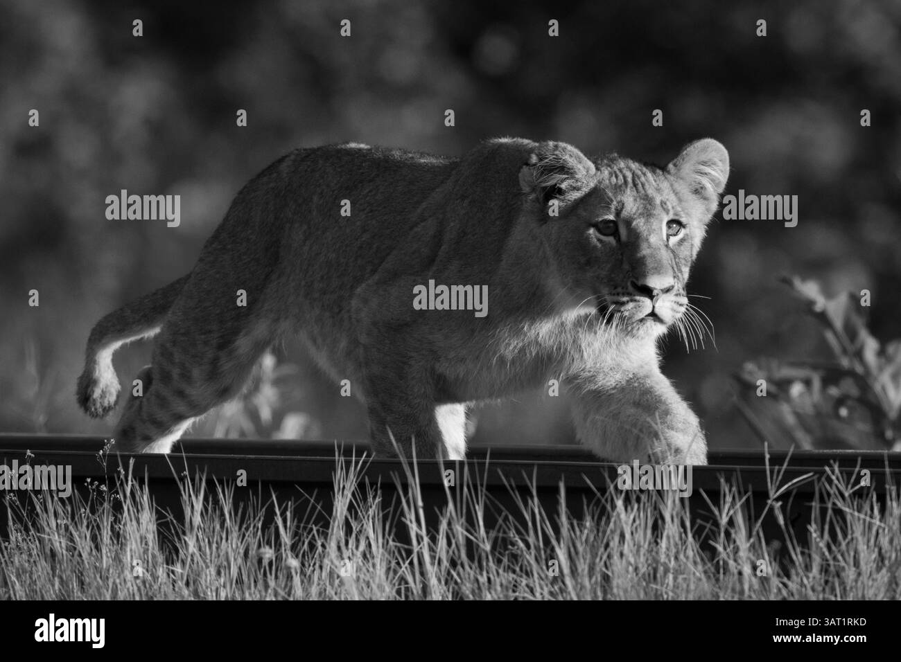 Mono lion cub crossing railway at sunrise Stock Photo - Alamy