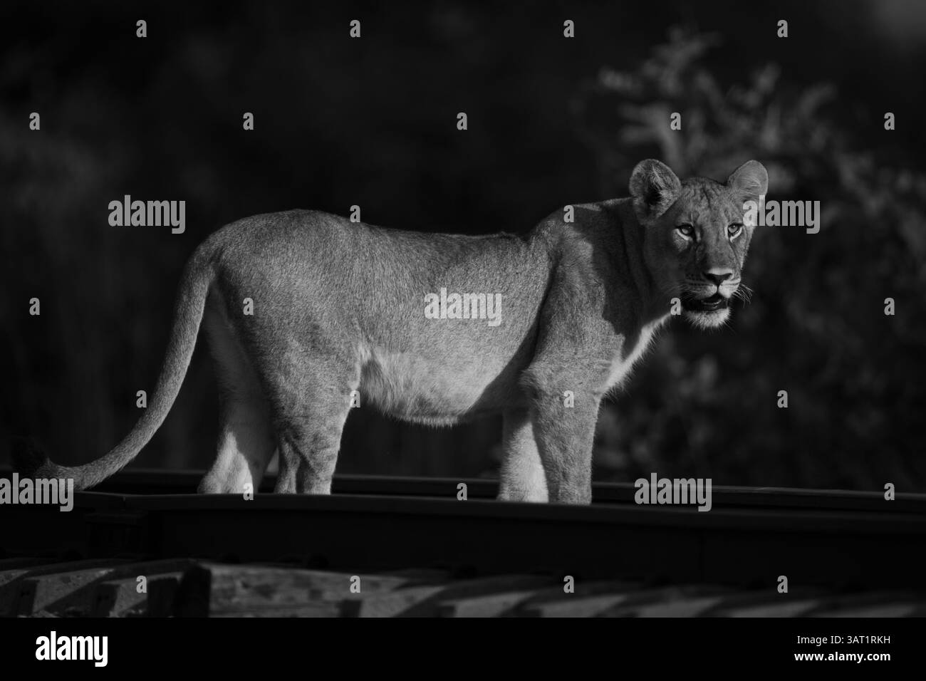 Turning five Black and White Stock Photos & Images - Alamy