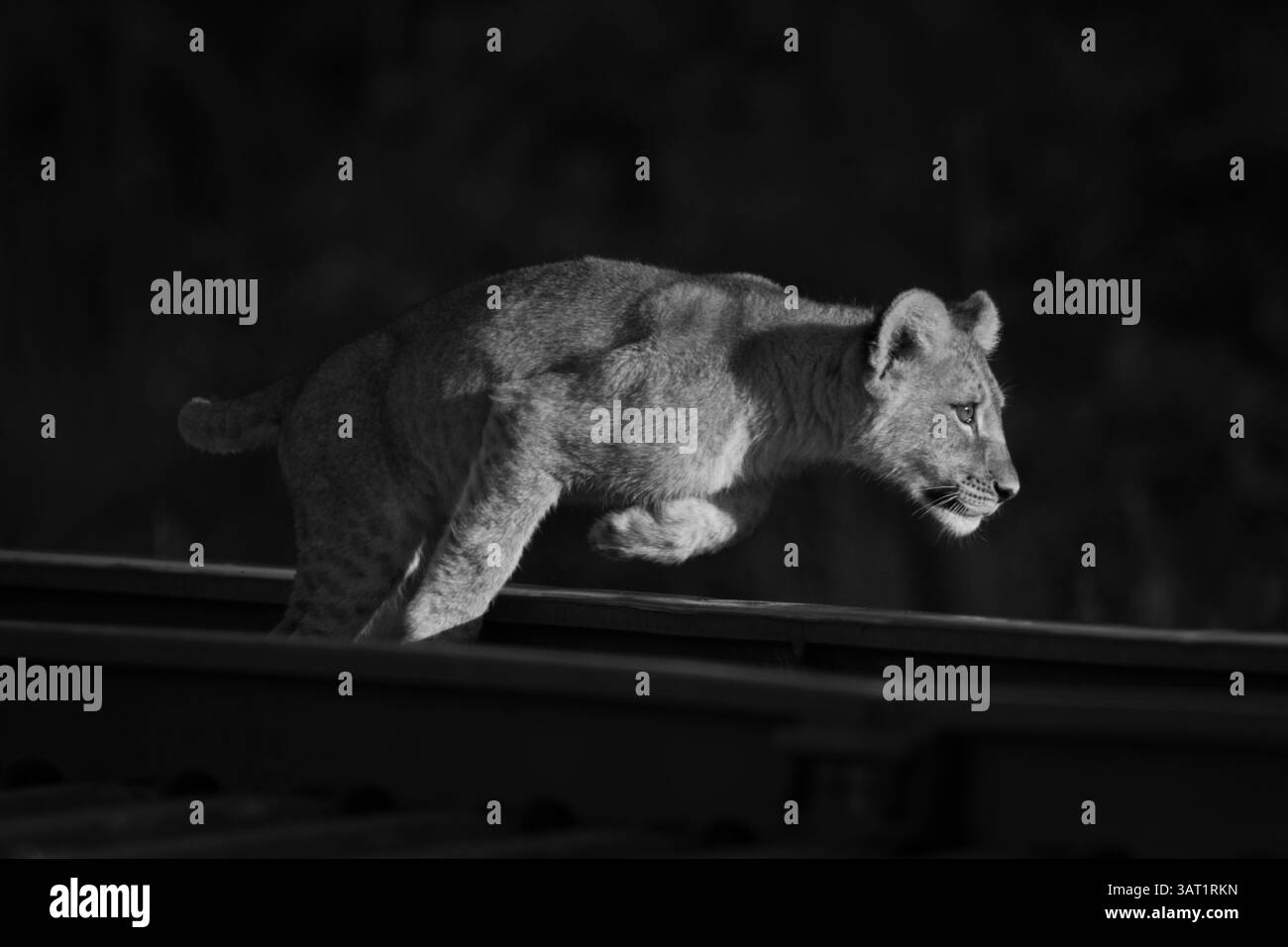 Mono lion cub jumps railway at sunrise Stock Photo - Alamy