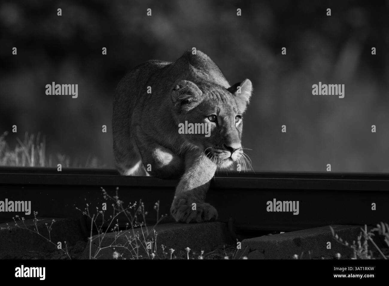 Mono lion cub crosses railway at dawn Stock Photo - Alamy