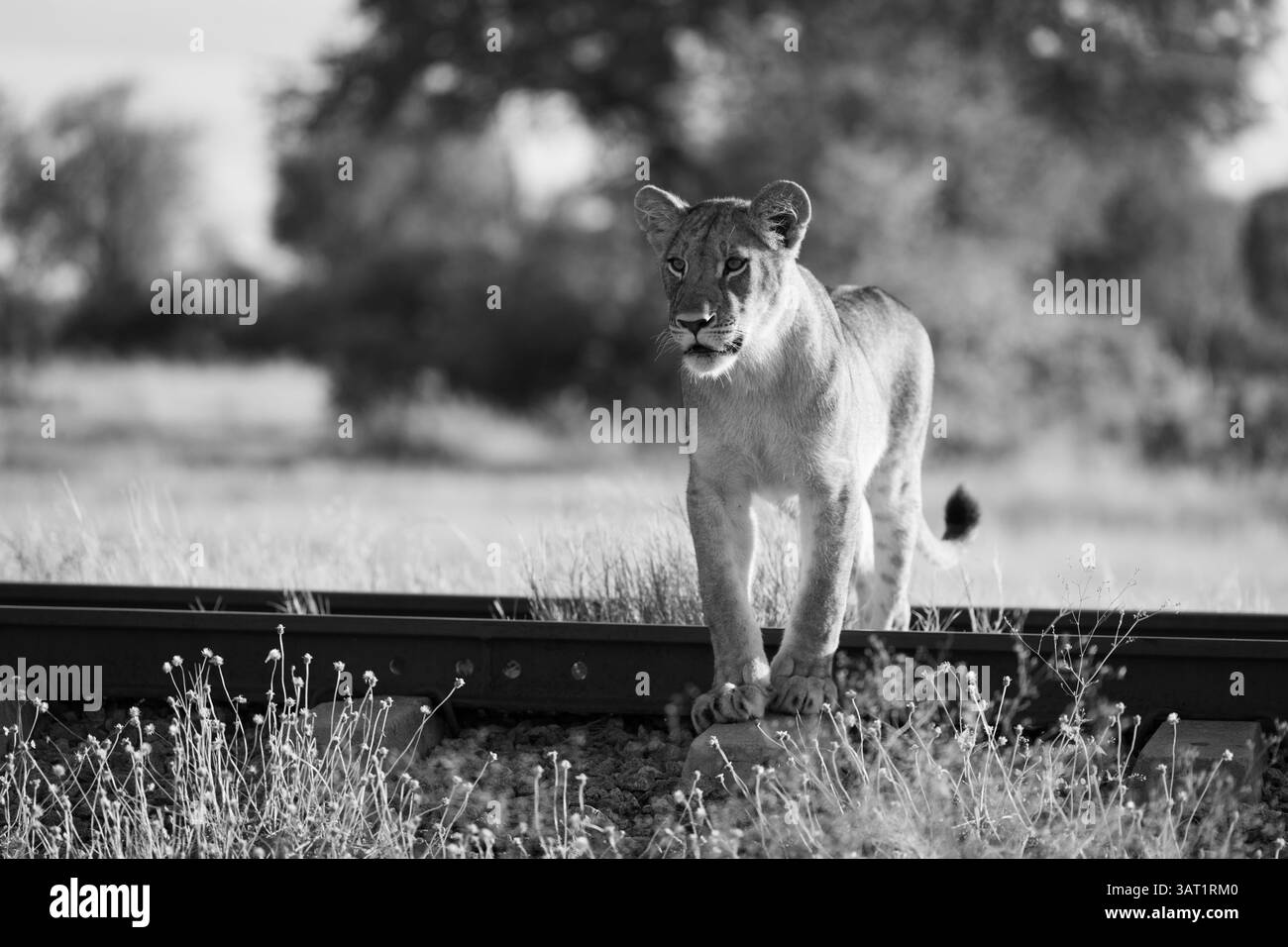 Lion cub on white Black and White Stock Photos & Images - Alamy